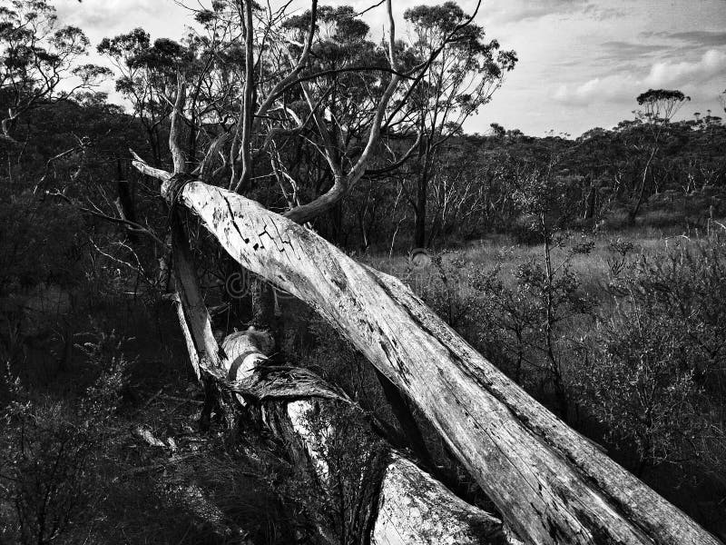 Dead Fallen Tree in Australian Bush Stock Image - Image of dead, tree ...