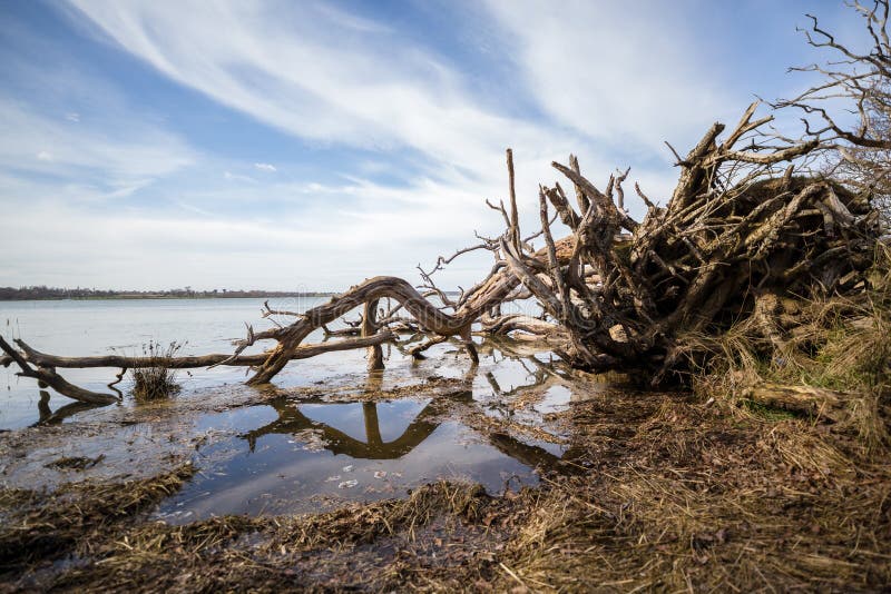 A Dead Fallen Tree that Has Fallen into a River Stock Photo - Image of ...