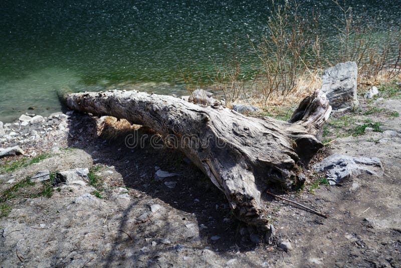 Dead Fallen Tree at the Lake Stock Image - Image of people, condition ...