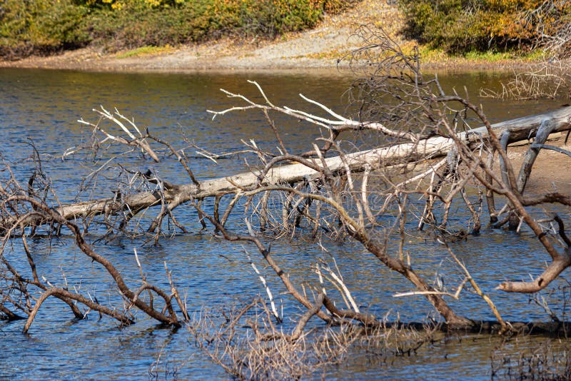 Branches of a Dead Tree in a Pond Stock Photo - Image of colours ...