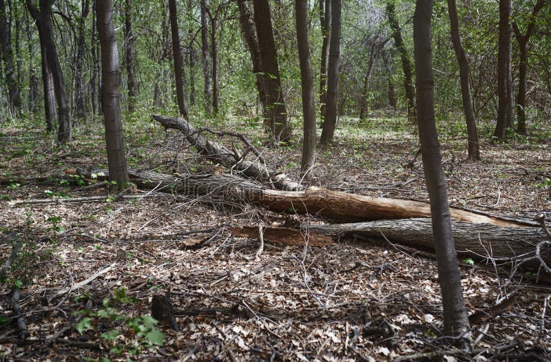 Dead Fallen Tree Trunk in the Forest Stock Photo - Image of fallen ...