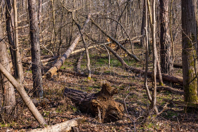 Uprooted Trees in Forest after Storm and Drought Photographed with High ...