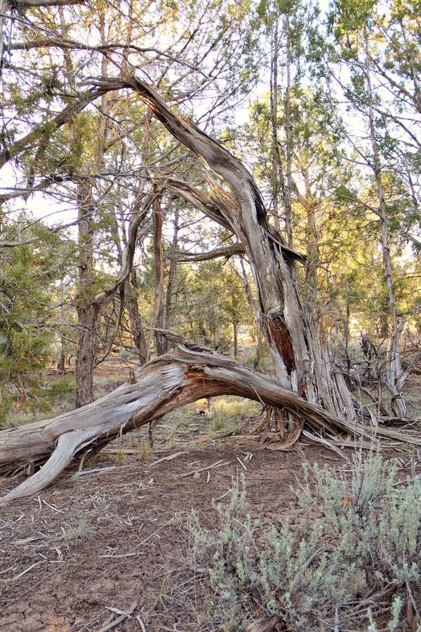 Dead Falling Juniper Tree Stock Photos - Free & Royalty-Free Stock ...