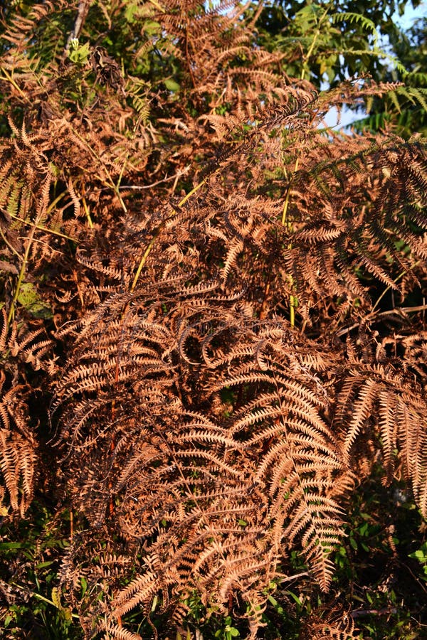 Dead fern leaf stock image. Image of botanical, fern - 16182763