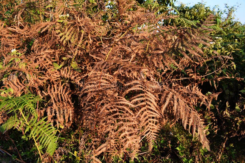 Dead fern leaf stock image. Image of botanical, fern - 16182763