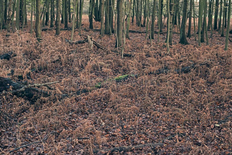 Dead Ferns in Autumn Forest. Stock Image - Image of meadow, outdoor ...