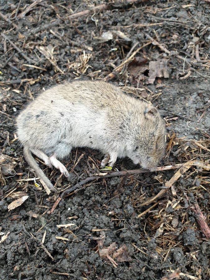 A Dead Field Mouse. a Dead Rodent Stock Photo - Image of field ...