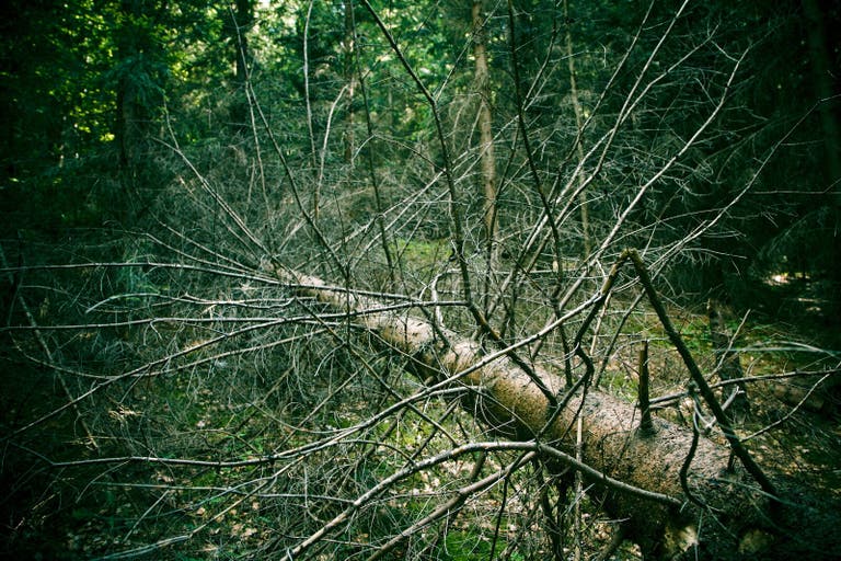 Dead fir tree stock photo. Image of falls, dark, drought - 2778658