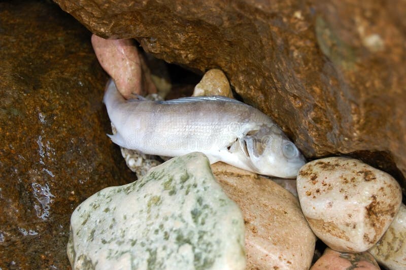 Dead Fish stock image. Image of death, smell, toxic, marine - 1344483