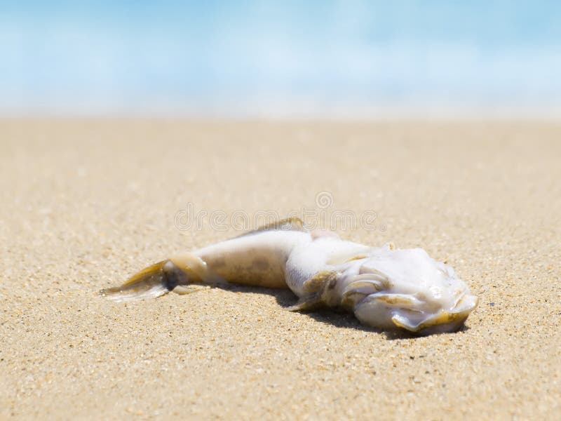 Dead fish. stock photo. Image of sand, fish, white, beach - 15766576
