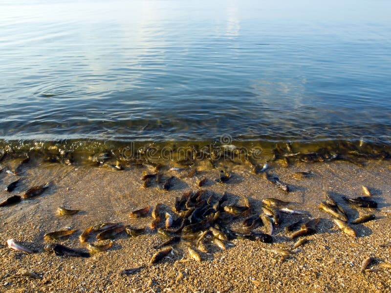 Dead fish. stock photo. Image of heat, mass, ocean, seashore - 15766580