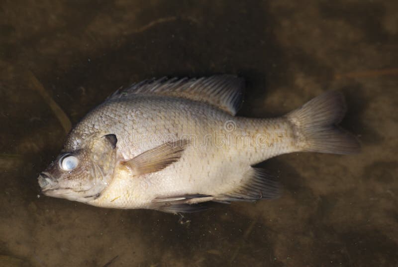 Dead fish stock photo. Image of stream, glazed, poisoned - 27477602