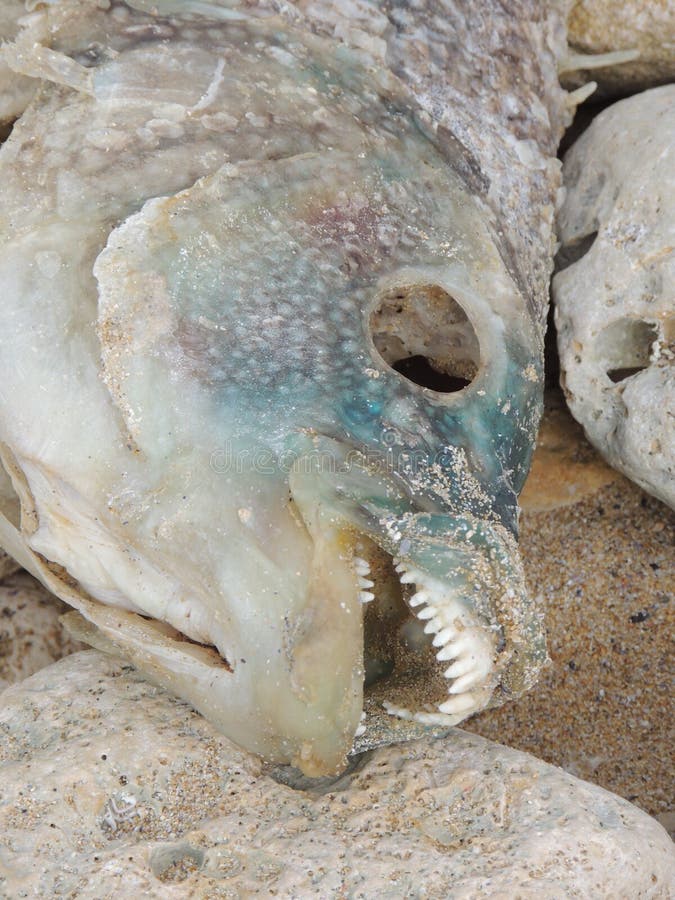 Dead fish stock image. Image of fish, dead, head, nature - 29608053