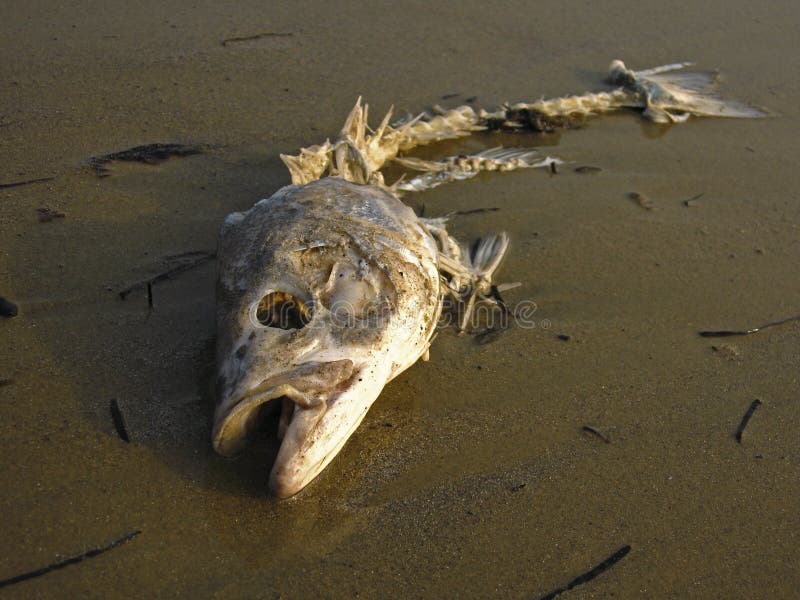 Dead fish in the water stock photo. Image of pollution - 7769700