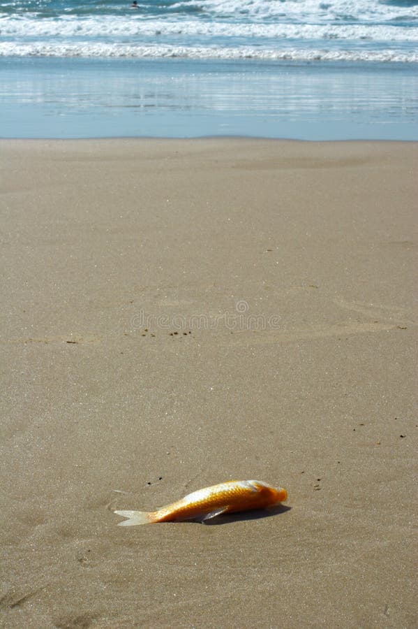 Dead fish stock image. Image of gold, death, hazard, water - 4900557