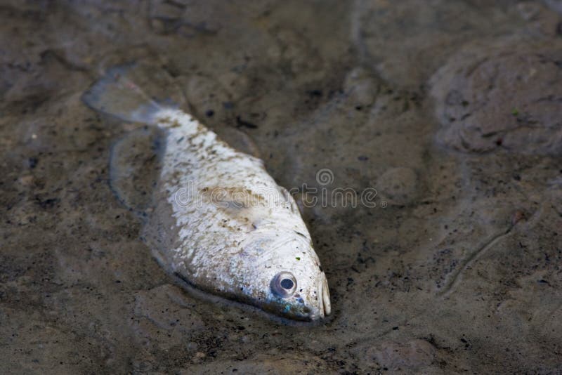 Dead fish stock photo. Image of small, gaspergoo, wildlife - 6264362