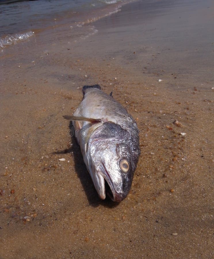 Dead fish stock photo. Image of environmental, dead, poison - 6522906