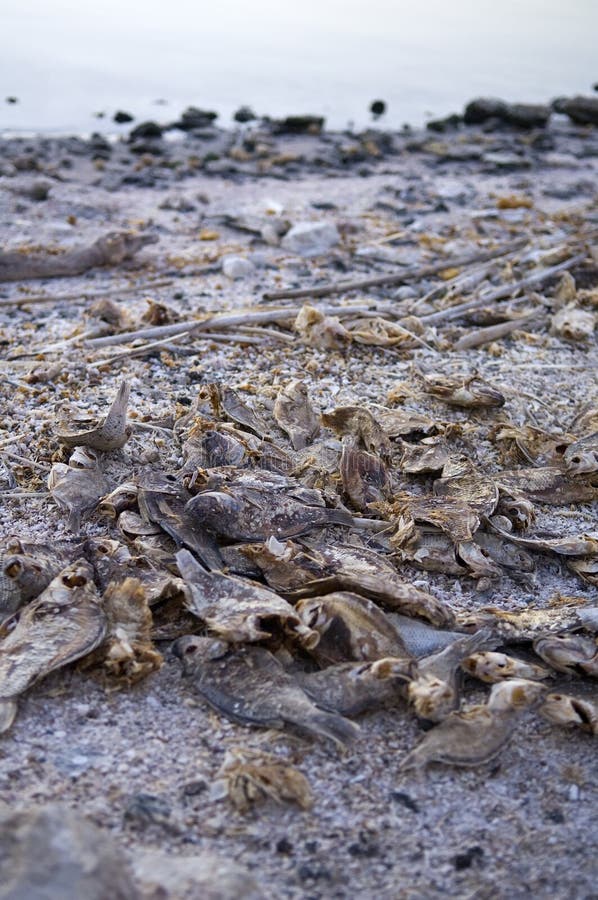 720+ Dead fish Free Stock Photos - StockFreeImages