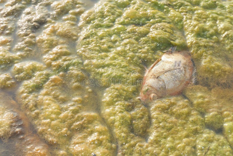 Dead Fish in the Water Algae Stock Photo - Image of mekong, issue ...