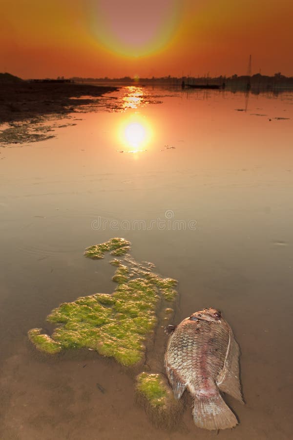 Dead Fish in the Water Algae Stock Image - Image of death, dead: 229186281
