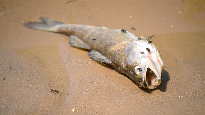 Dead fish stock video. Video of sand, perished, ocean - 34882420