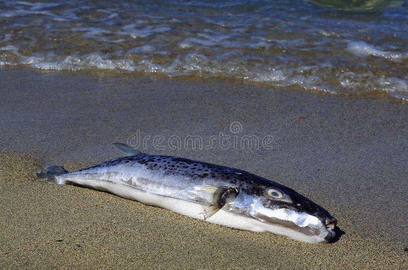 Dead fish stock photo. Image of life, deadly, dirty, ecology - 35214774
