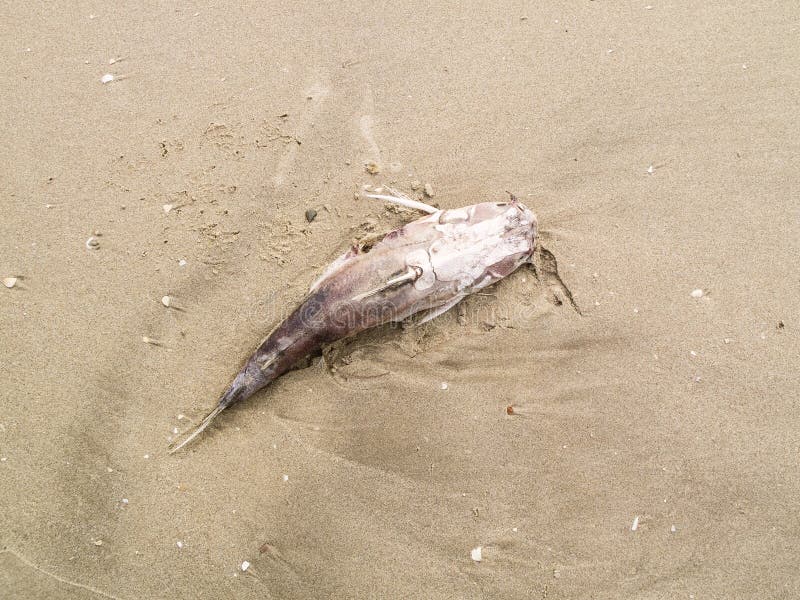 Dead fish stock image. Image of dead, sear, earth, wildlife - 373976767