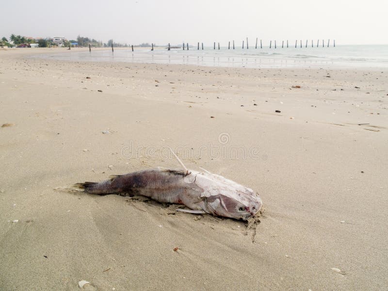 Dead fish stock image. Image of fish, earth, beach, sear - 373976783
