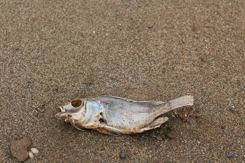 Dead fish on the beach. stock photo. Image of environment - 160414486