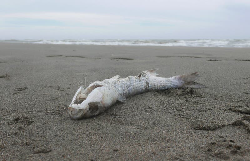 Dead fish on beach stock image. Image of ostia, outdoor - 117646667