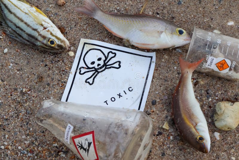 Dead Fish by Dangerous Chemicals Stock Photo - Image of dirty, garbage ...