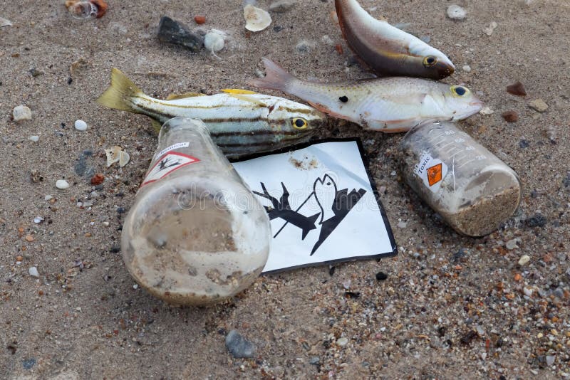Dead Fish by Dangerous Chemicals Stock Photo - Image of dangerous ...