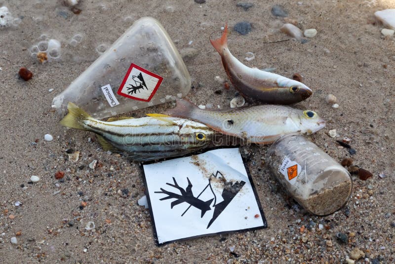 Dead Fish by Dangerous Chemicals Stock Image - Image of marine ...