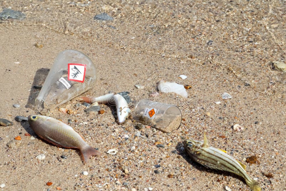 Dead Fish by Dangerous Chemicals Stock Photo - Image of dangerous ...