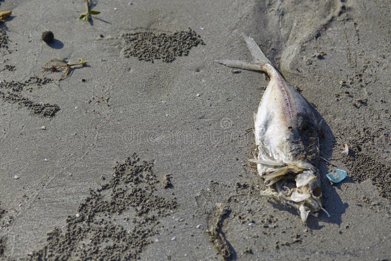 Dead fish on the beach stock photo. Image of coast, beach - 154066472