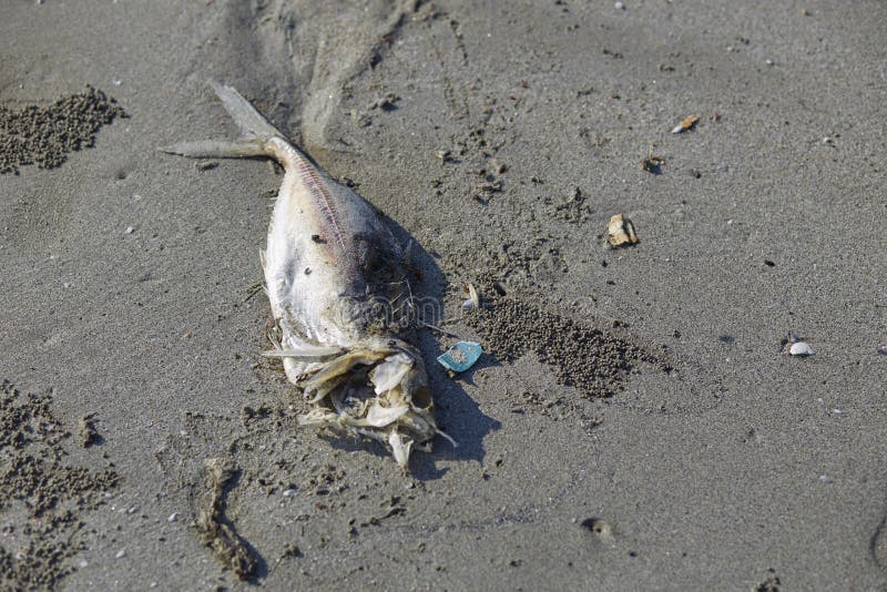 Dead fish on the beach stock image. Image of death, damage - 154066527