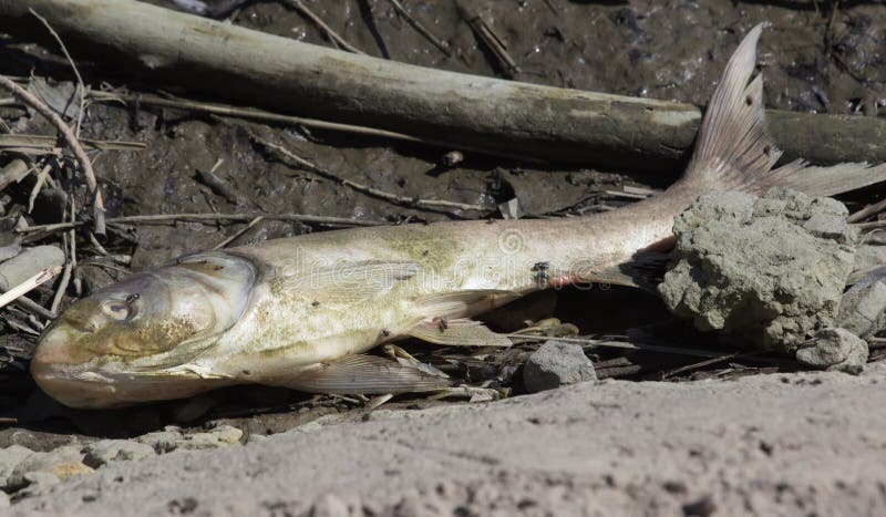 Dead fish on the beach stock photo. Image of decay, ecology - 54203078