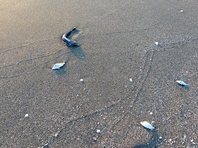 Dead Fish on a Beach Due To a Red Tide in the Florida Gulf of Mexico ...