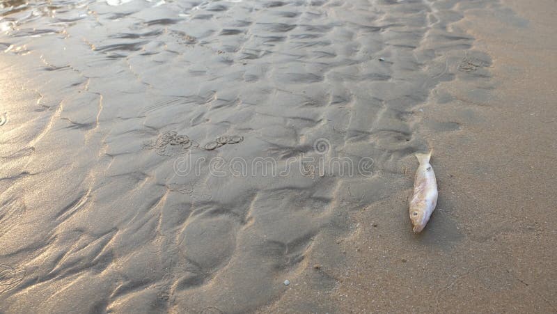 Dead fish on the beach stock photo. Image of environment - 52276714