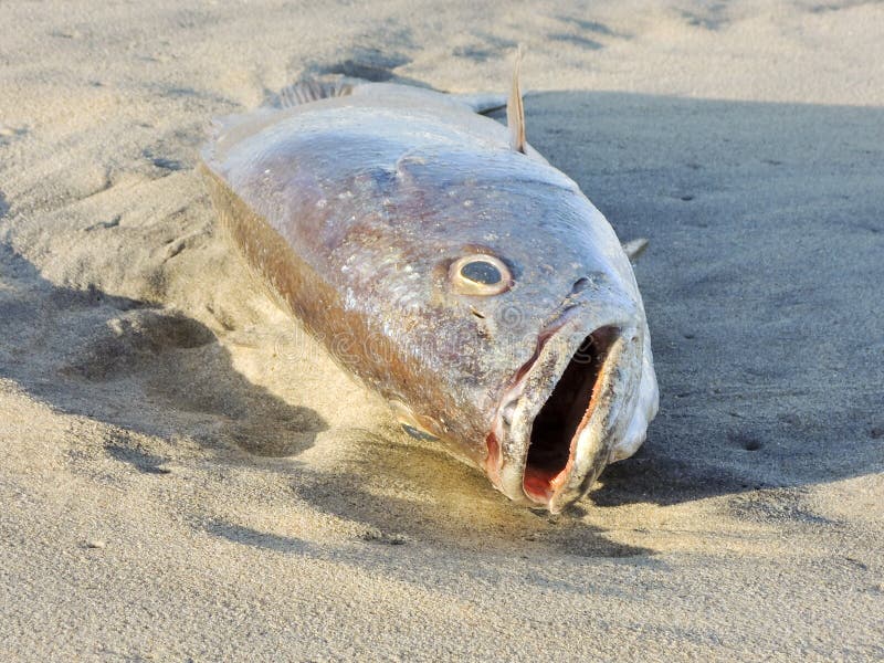 Dead fish on the beach stock image. Image of dying, river - 56020103