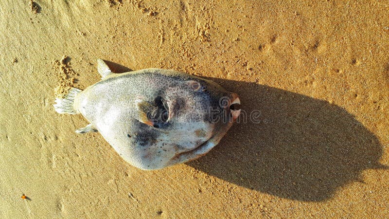 Dead Tropical Fish on the Sand Pollution Concept. Stock Photo - Image ...