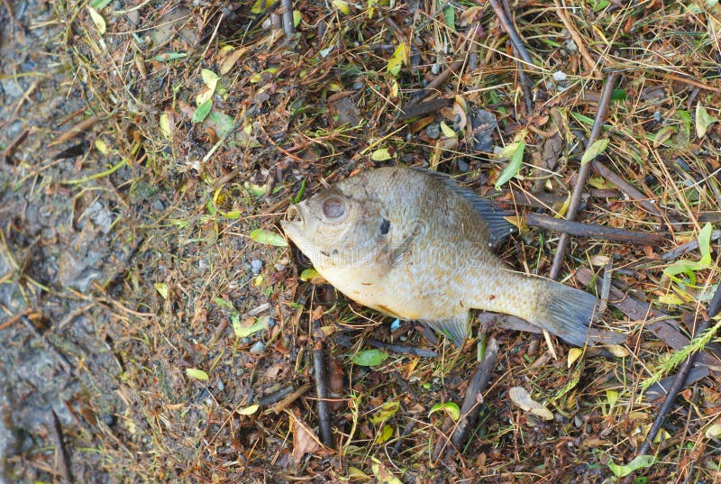 Dead fish on beach stock photo. Image of dangerous, beach - 72500650