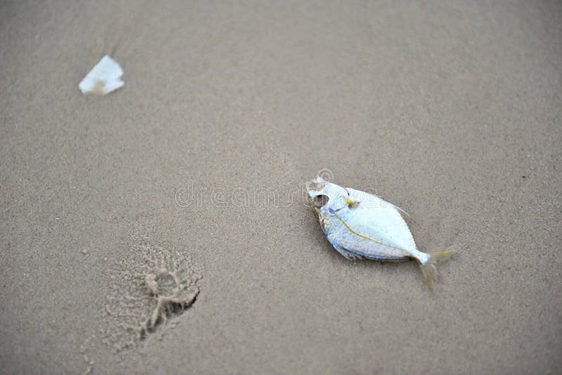 Dead fish on a beach stock photo. Image of pollution - 34807292