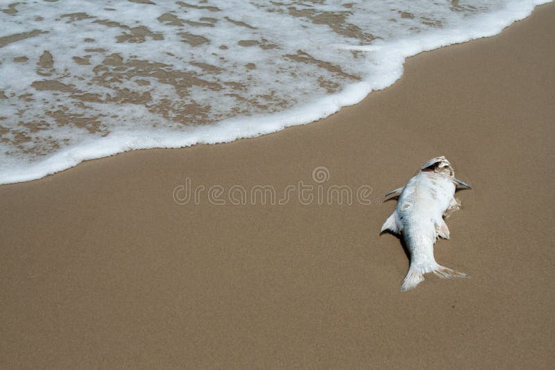 Dead fish on beach by sea stock photo. Image of lone - 25439116