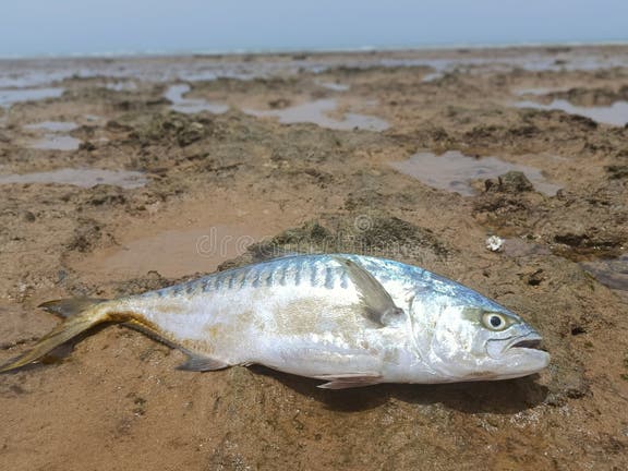 Dead Fish on the Beach. Fish on the Beach with Sea Stock Photo - Image ...