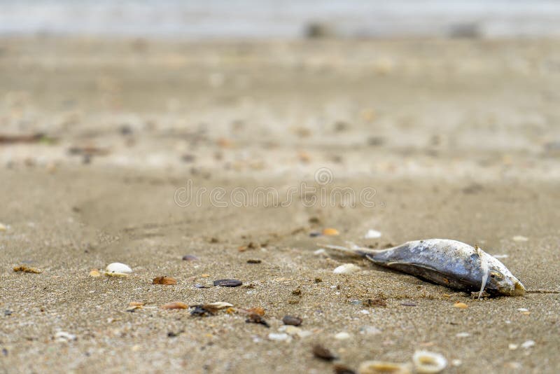 Dead Fish on the Beach Sea Sand Stock Photo - Image of ocean, disaster ...