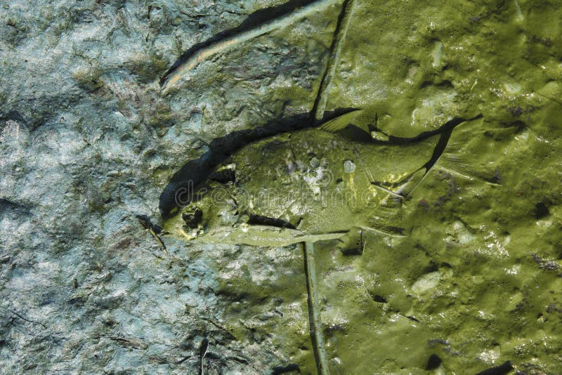 Dead Fish on the Beach. Water Pollution Concept. Stock Photo - Image of ...