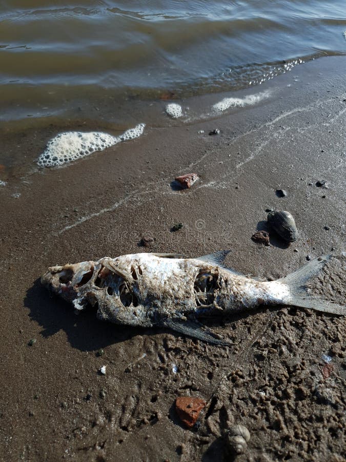 Dead Fish on the Beach. Water Pollution Concept Image Stock Image ...