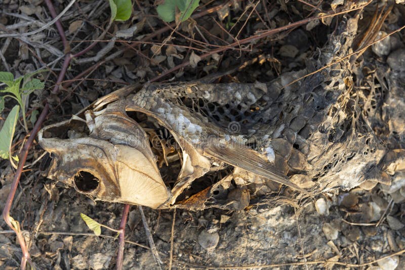 Dead Fish Body on the Ground Stock Photo - Image of people, fish: 293879502