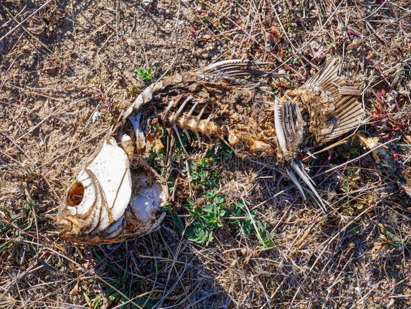 Dead Fish Bones on the Dam Shore. Stock Image - Image of dead, bones ...